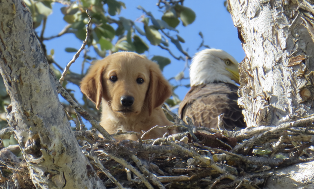 Eagle Snatches Puppy from Backyard – What Happens Next Shocks the ...